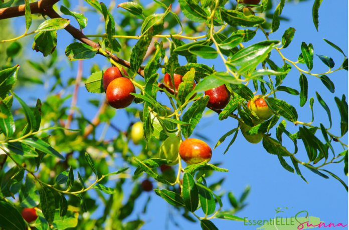 Les feuilles de sidr : bienfaits et utilisations - Naturothérapie ...